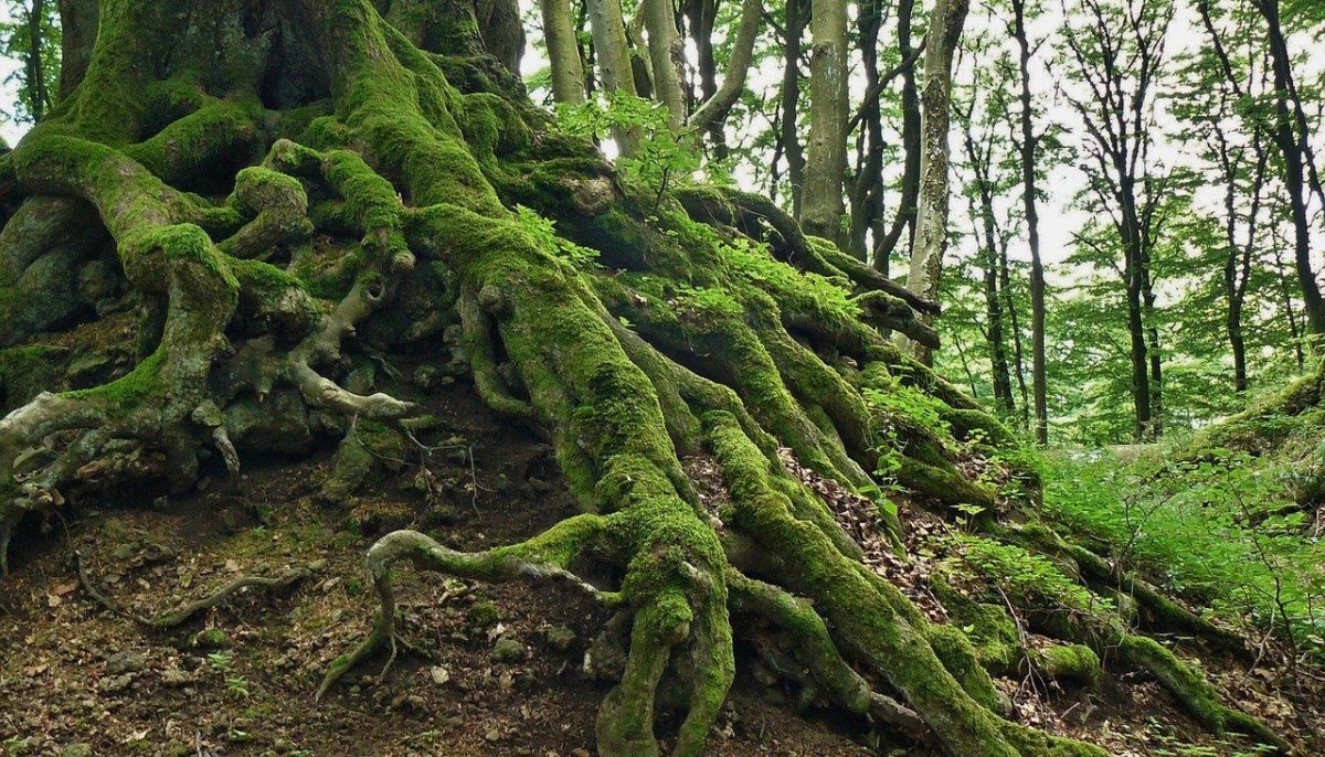 Ungrounded? Symptoms, Causes, How To Ground – Elizabeth Keedy